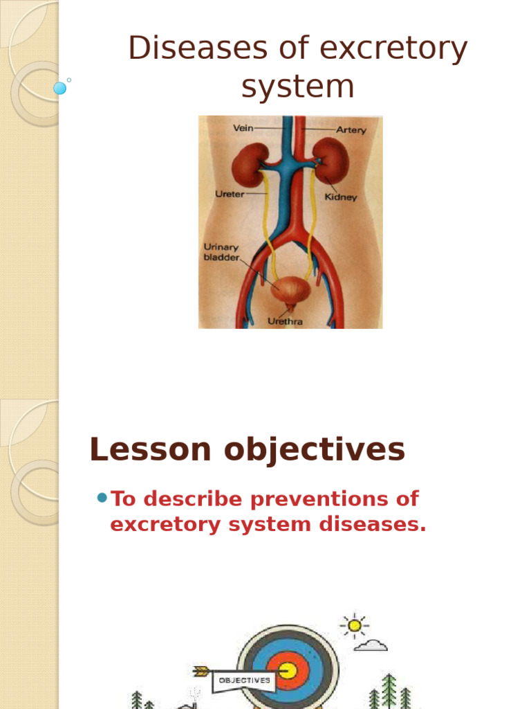 Excretory System Diseases Overview | PDF