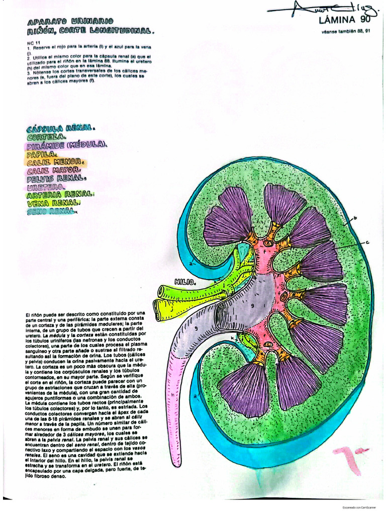 Aparato Urinario Riñón, Corte Longitudinal Anatomía Del Riñón | PDF