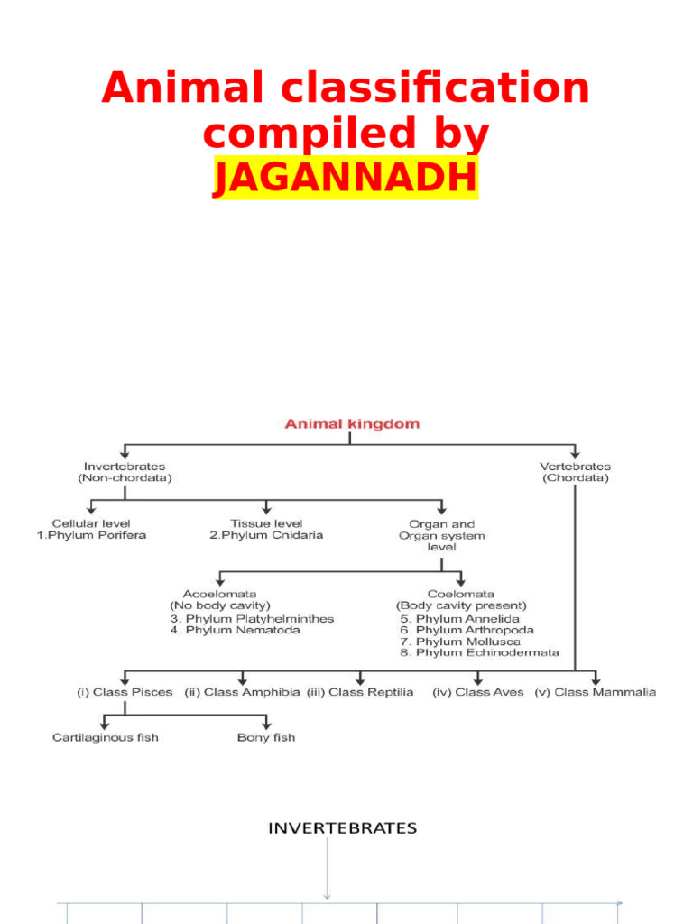Animal Classification Biology | PDF | Zoology
