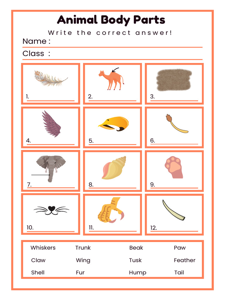 Colorful Illustrative Animal Body Part Worksheet | PDF
