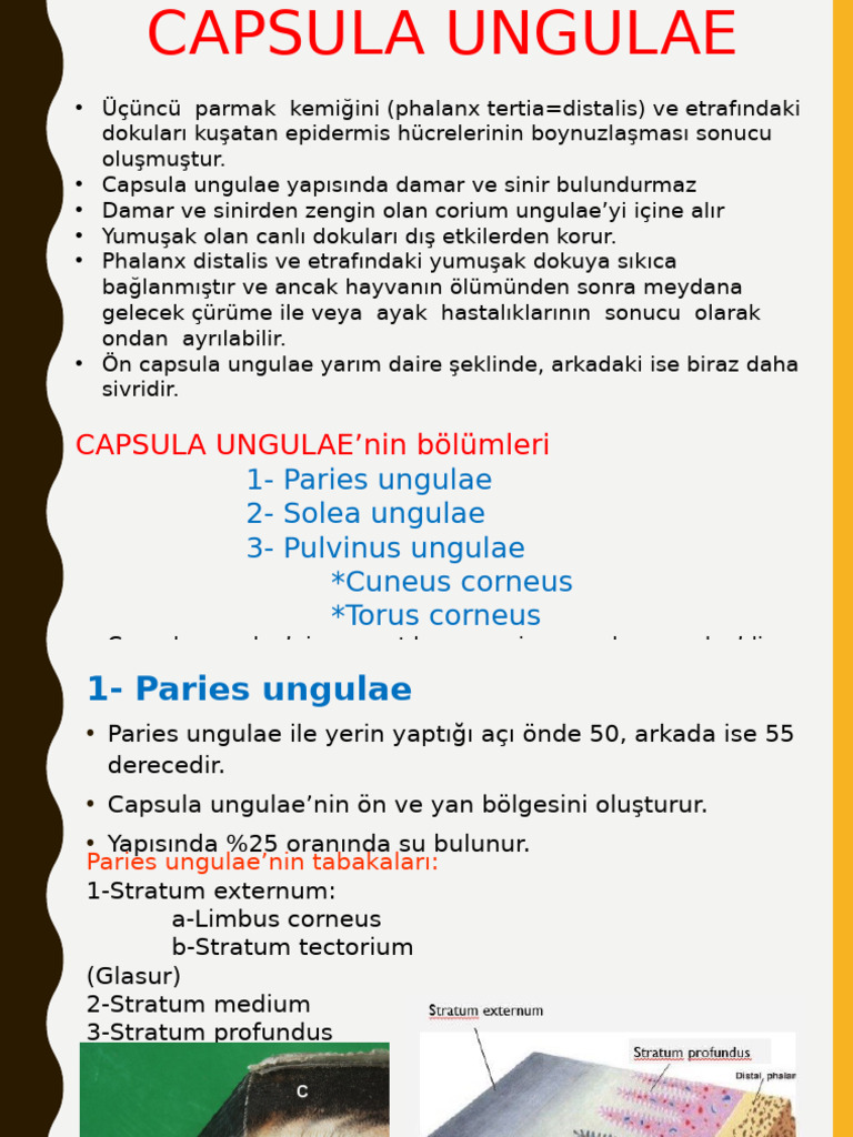 Capsulae-Corium Ungulae (Tırnak) | PDF