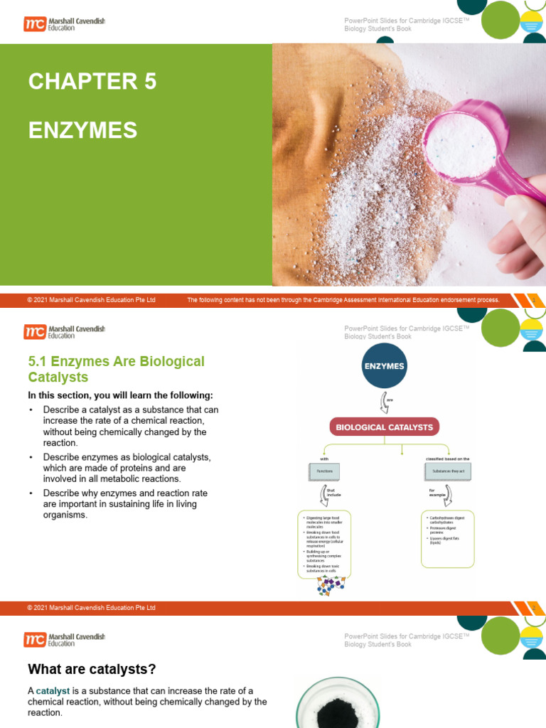 Mce Igcse Biology PPT c05 | PDF | Enzyme | Active Site