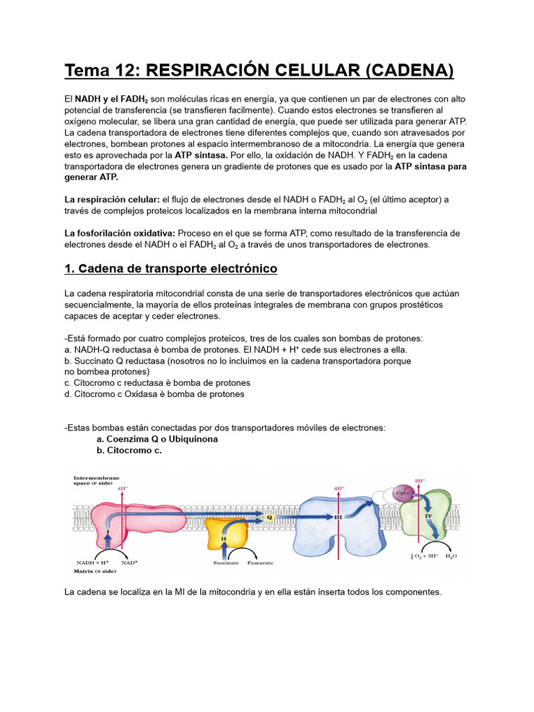 Tema 12 - Respiraci-N Celular (Cadena) | PDF | Trifosfato de adenosina | Cadena de transporte de ...