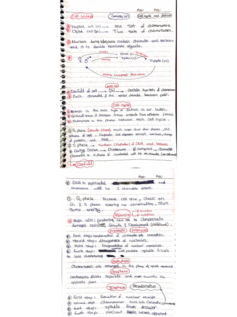 Highlighted Points of Cell Divison | PDF