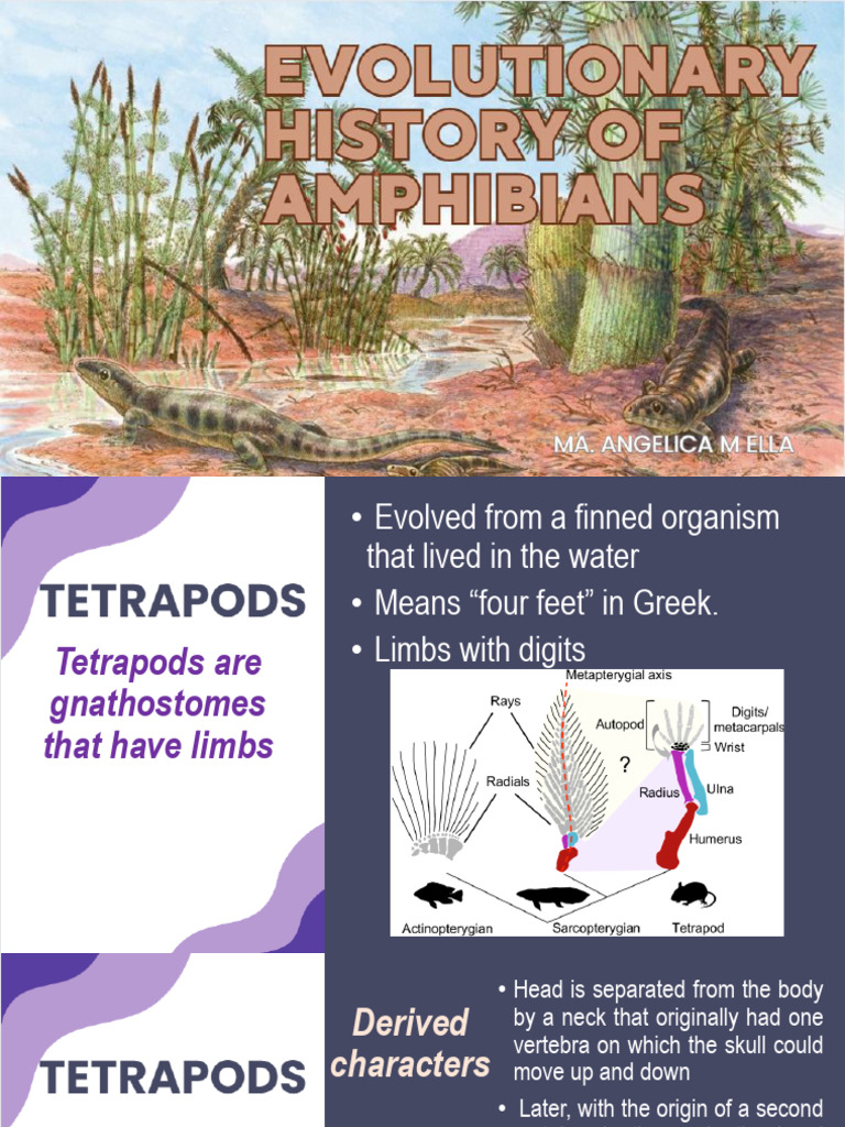 Evolution of Amphibians Explained | PDF | Amphibian | Frog