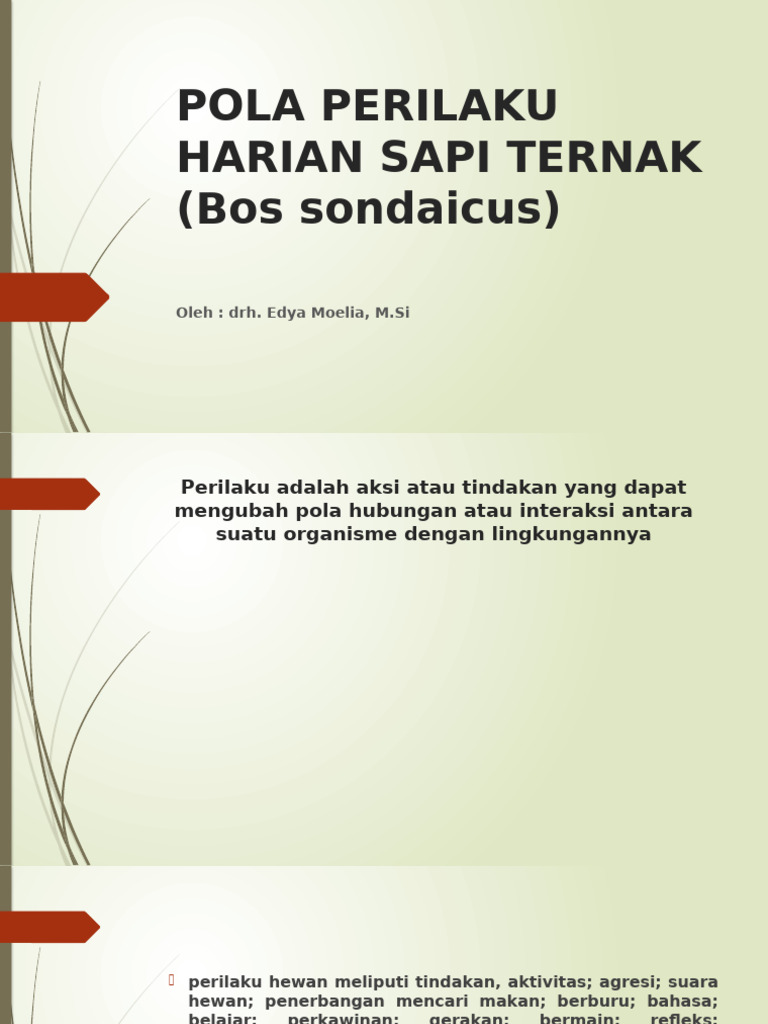 Pola Perilaku Harian Sapi Ternak | PDF