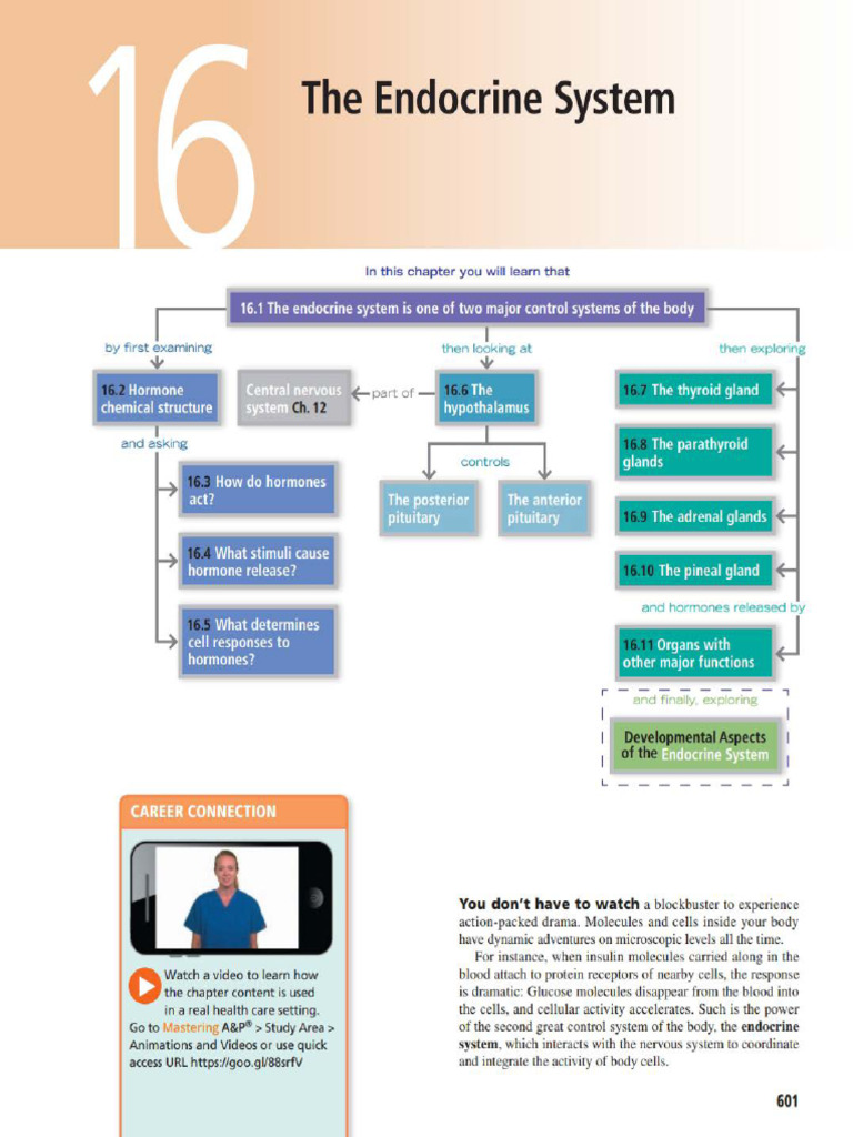 6.endocrine System (Shaded) | PDF | Hormone | Endocrine System