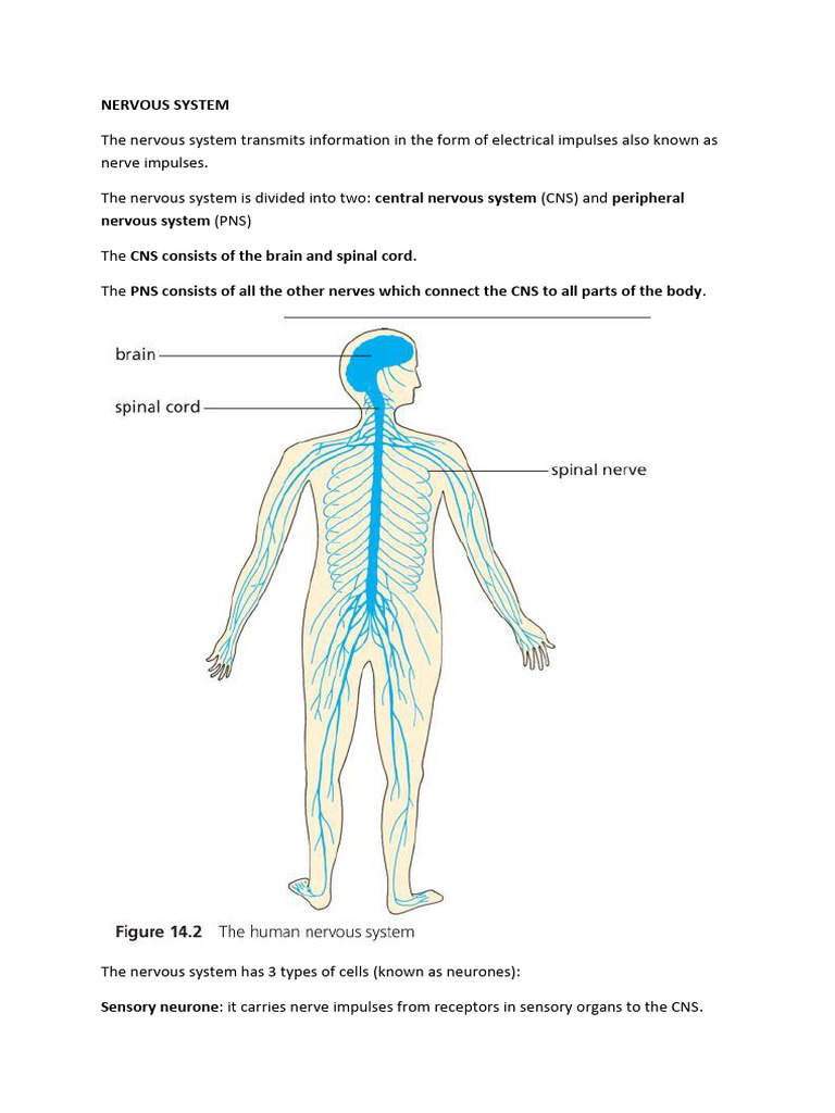 Overview of the Nervous System | PDF
