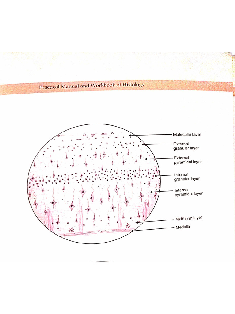 Cerebrum, Cerebellum, Spinal Cord | PDF