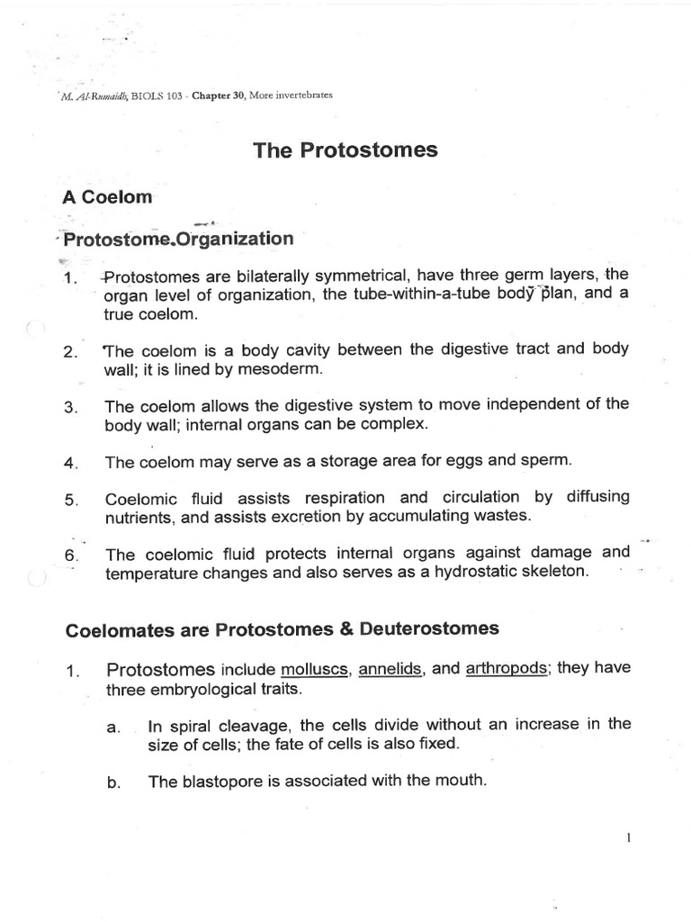 Protostome | PDF