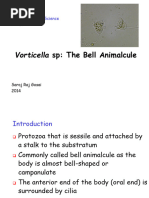 Spore vs Cyst in Bacteria Explained | PDF | Bacteria | Microbiology