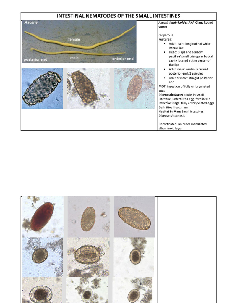 Intestinal and Tissue Nematodes Practicals Reviewer | PDF ...
