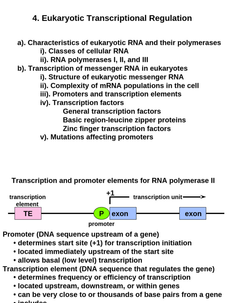 Eukaryotic Transcription Regulation Overview | PDF | Promoter (Genetics ...