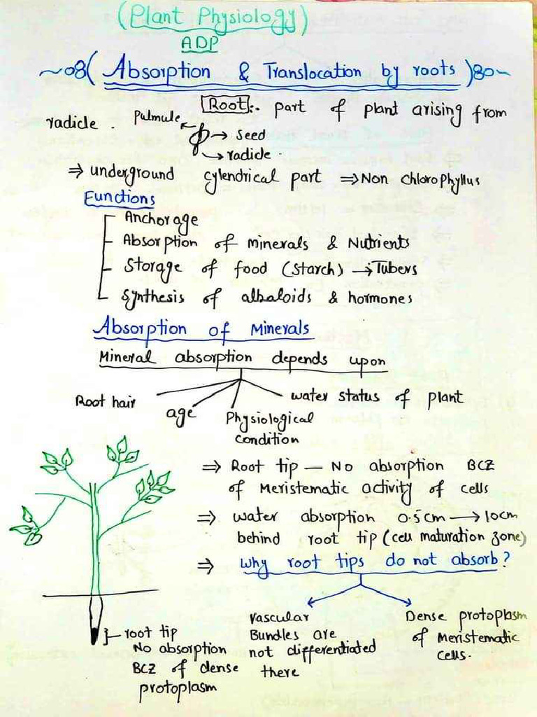 Plant Physiology | PDF