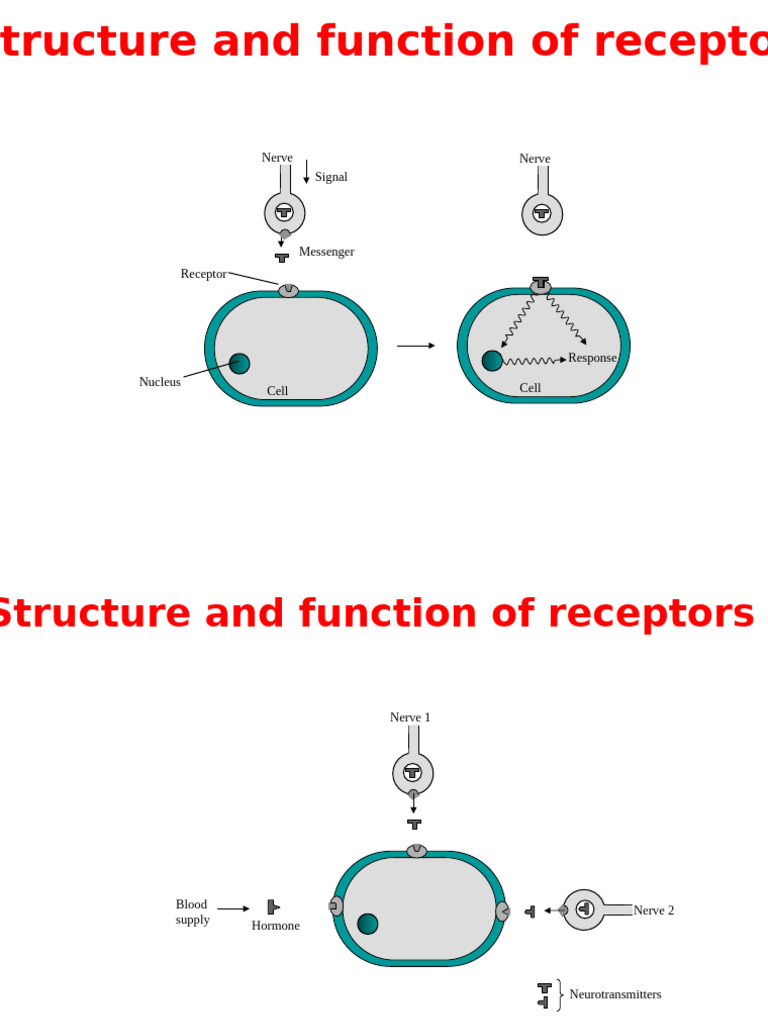 Cell Signaling and Receptor Mechanisms | PDF | Cell Signaling ...