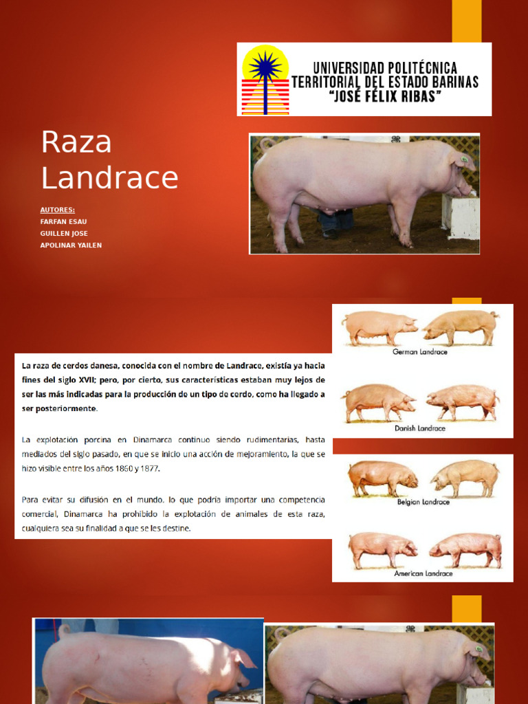 Raza Landrace 1 | PDF