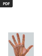Palmar Hand Anatomy Overview | PDF | Hand | Musculoskeletal System