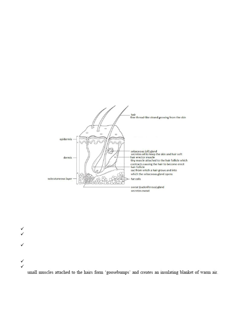 Understanding Skin Structure and Functions | PDF | Thermoregulation | Skin