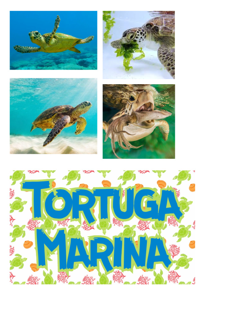 Tortuga Marina | PDF
