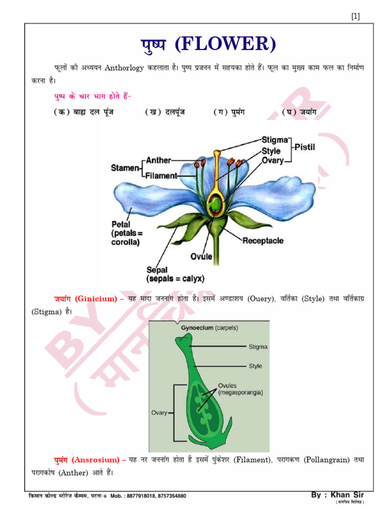 Bio 4 | PDF | Ploidy | Plants