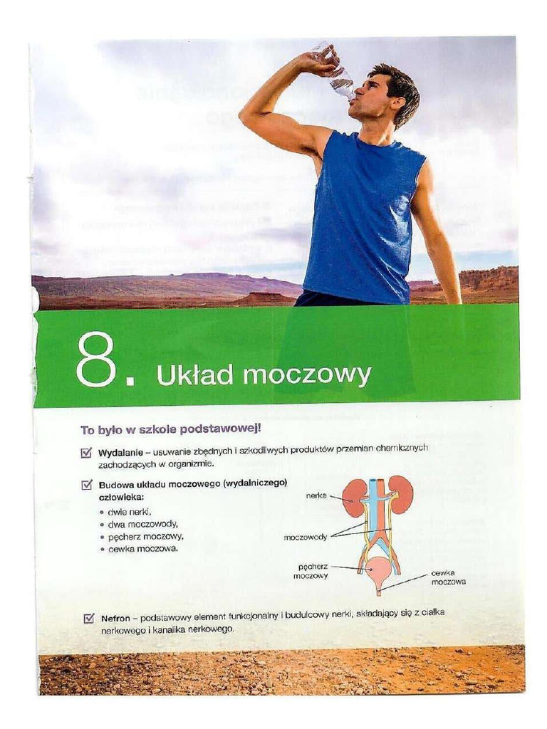 Układ Moczowy | PDF