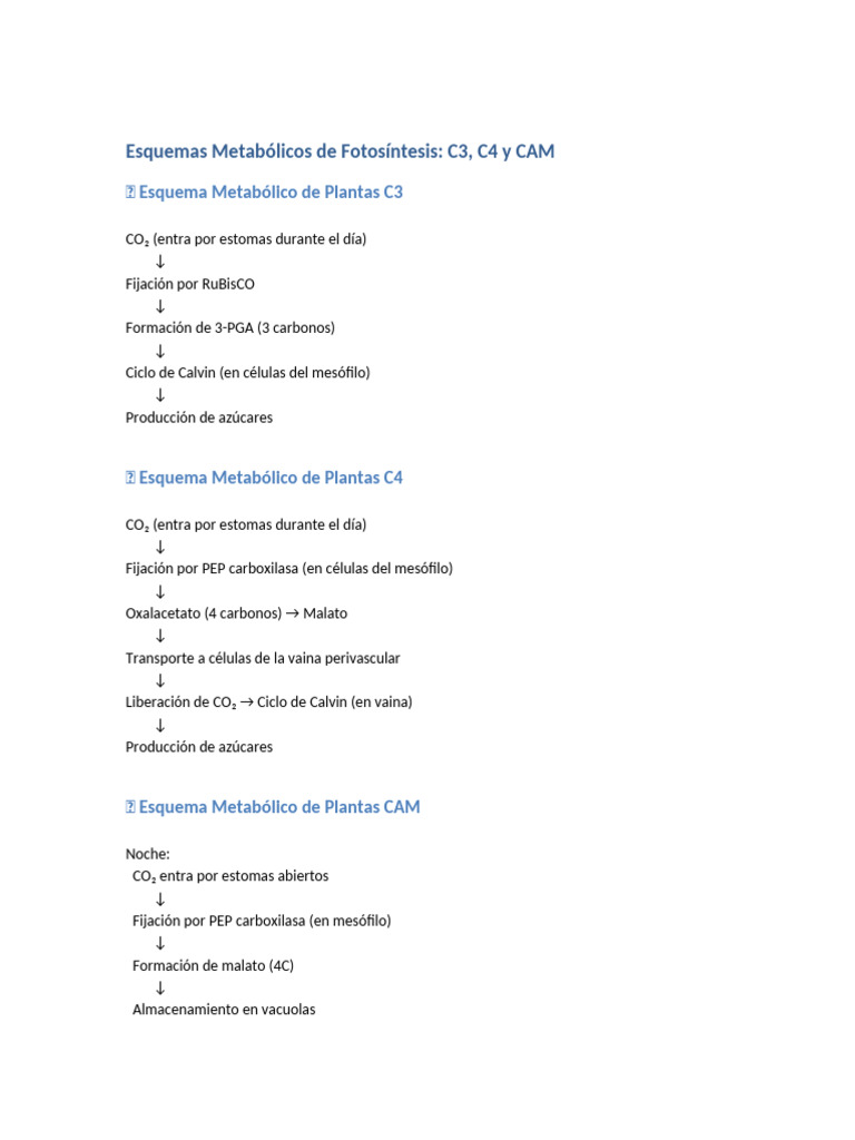 Esquema Metabolico C3 C4 CAM | PDF