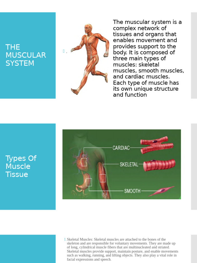Overview of the Muscular System | PDF | Muscle | Cardiac Muscle
