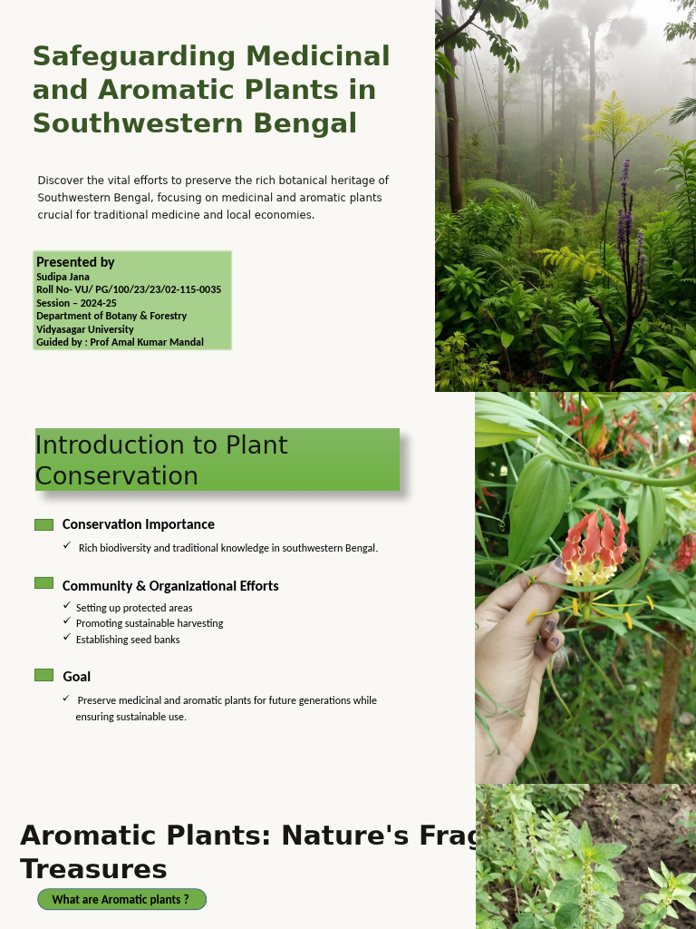 PPT2 | PDF | Essential Oil | Aromatherapy