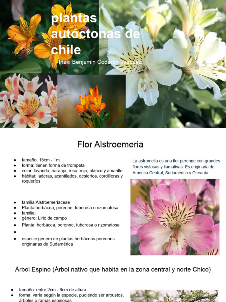 Plantas Autoctonas de Chile | PDF | Arboles | Botánica