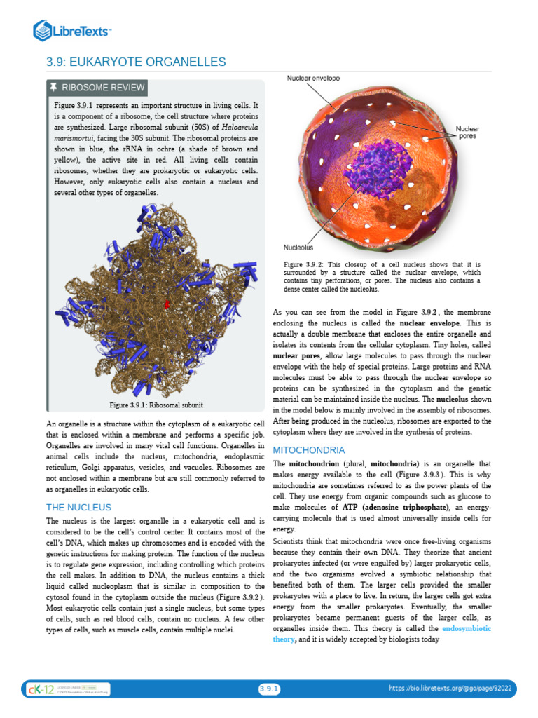 Protein Preparation in Eukaryotic Cells | PDF | Endoplasmic Reticulum ...