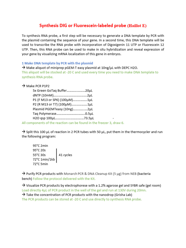 Synthesis DIG or Fluorescein RNA Probe Manu | PDF | Polymerase Chain ...