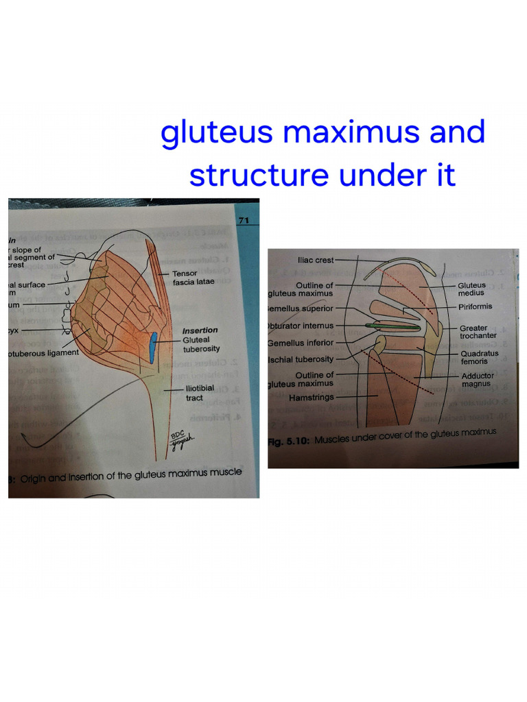 Lower Limb Diagrams | PDF