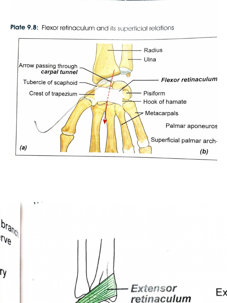Upper Limb Diagrams | PDF