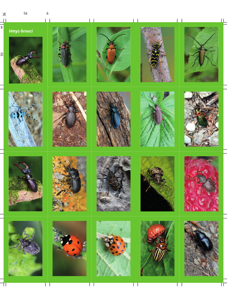 insects | PDF