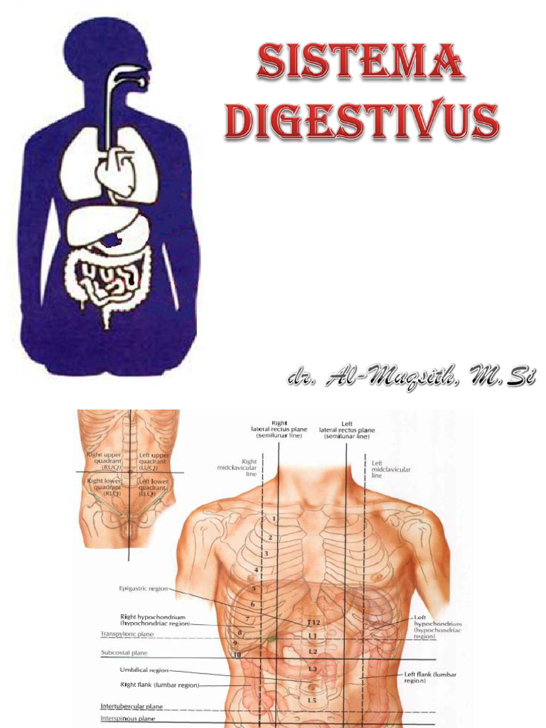Sistem Digestivus | PDF
