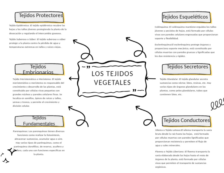 Mapa Conceptual Diseño #16 | PDF | Tallo de la planta | Raíz