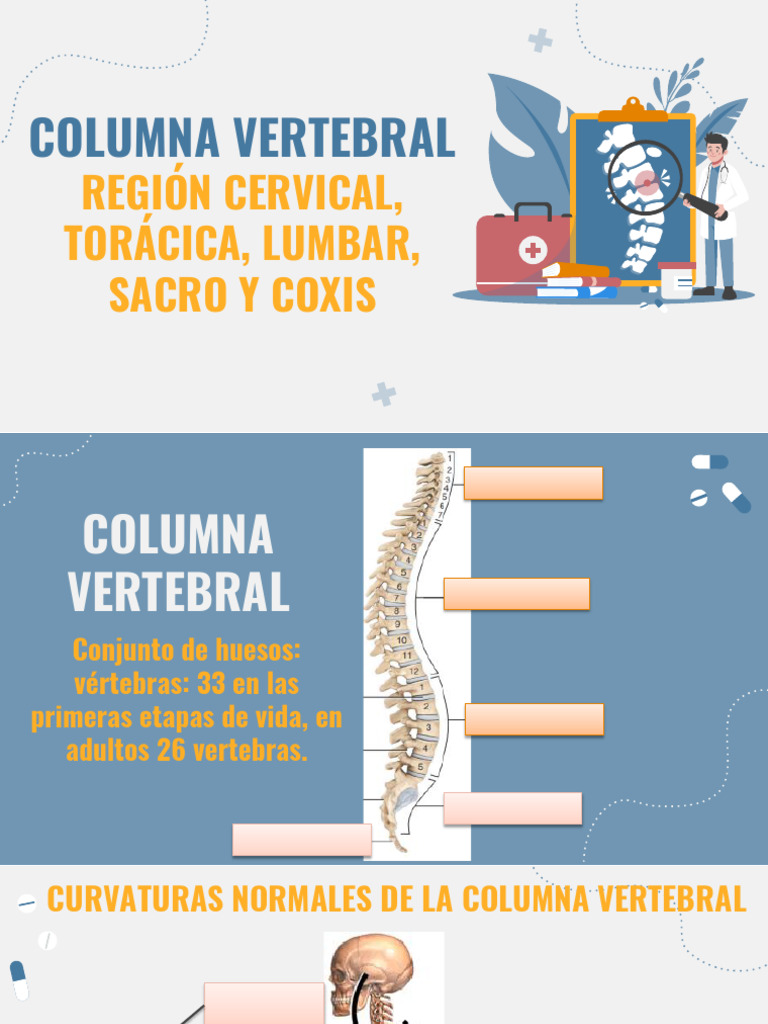 Anatomía de la Columna Vertebral y Costillas | PDF | Vértebra | La ...