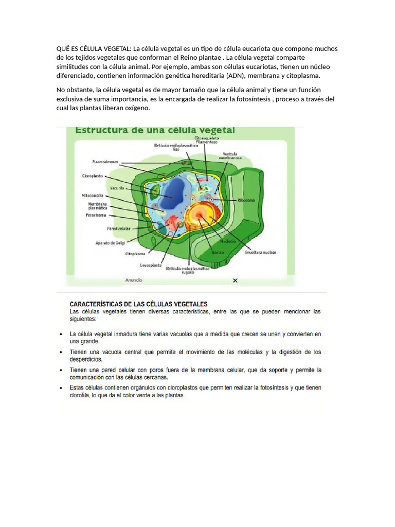 Celula Vegetal | PDF