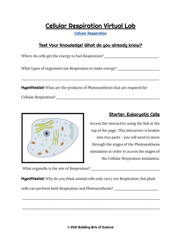 Cellular Respiration Virtual Lab (Student Worksheet) | PDF | Cellular ...