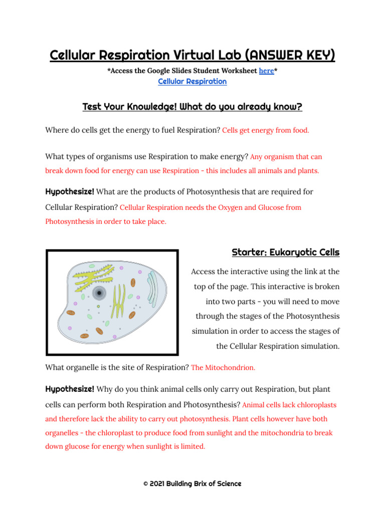 Cellular Respiration Virtual Lab (Teacher Answer Key) | PDF | Cellular ...