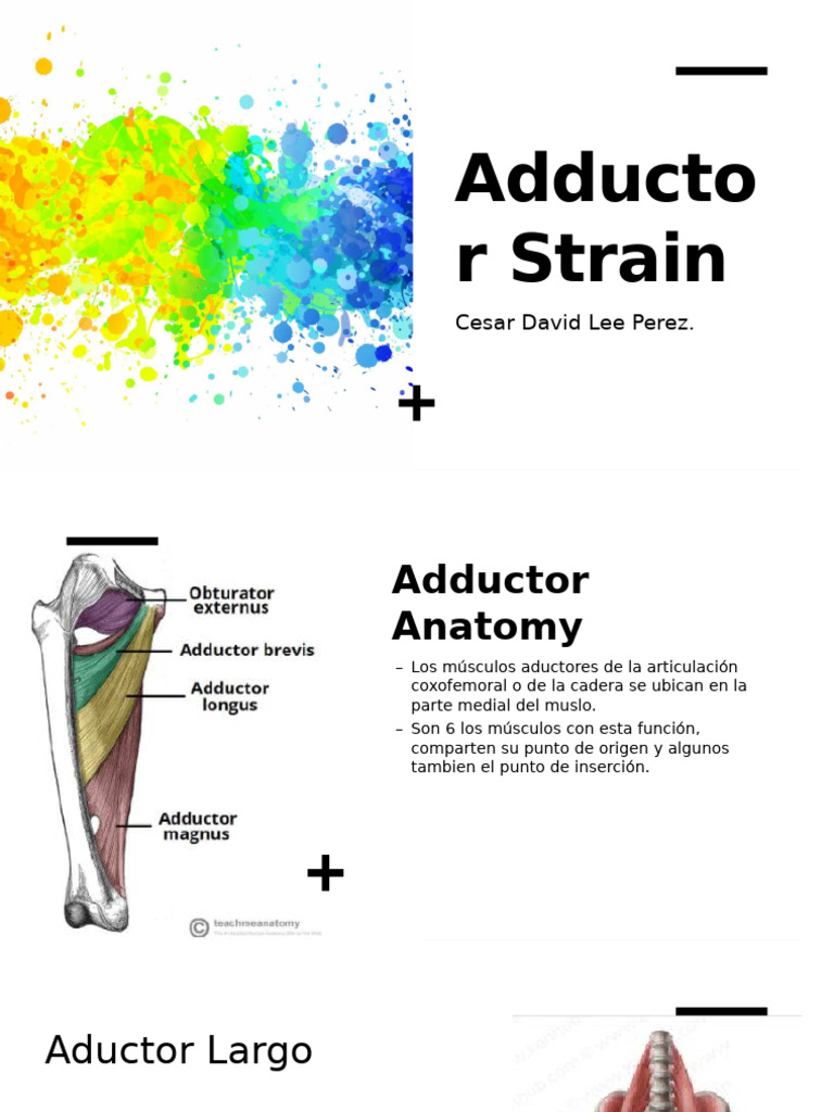 Adductor Strain | PDF | Anatomía del miembro inferior | Sistema ...