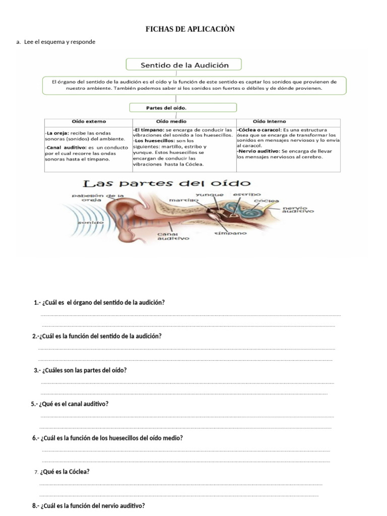 FICHA DE CTA - DEL SENTIDO DEL OIDO | PDF | Sistema Auditorio | Audiología