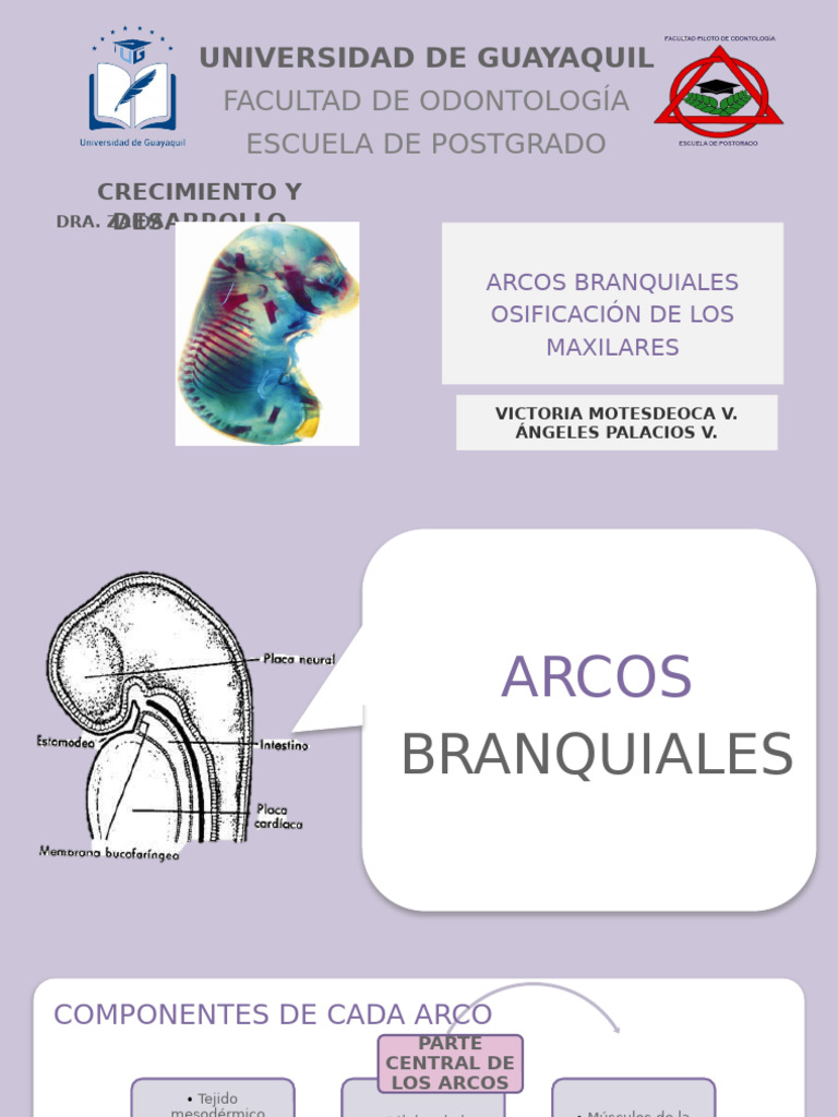 Arcos Branquiales 1 | PDF | Laringe | Anatomía humana