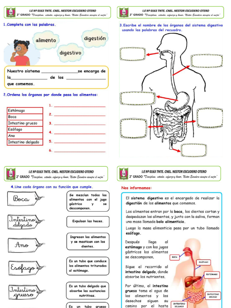 Ficha 3 Sistema Digestivo | PDF
