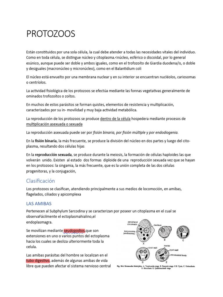 PROTOZOOS | PDF | Biología Celular | Biología