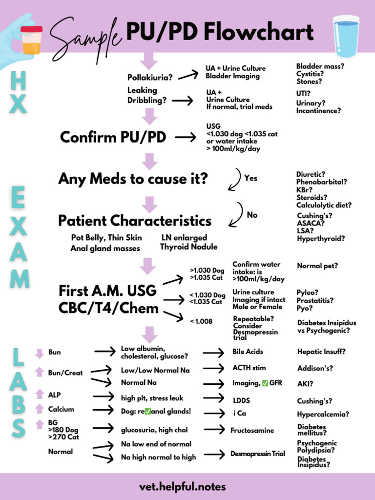 Polyuria/Polydipsia Flowchart | PDF | Urinary Tract Infection | Urinary ...