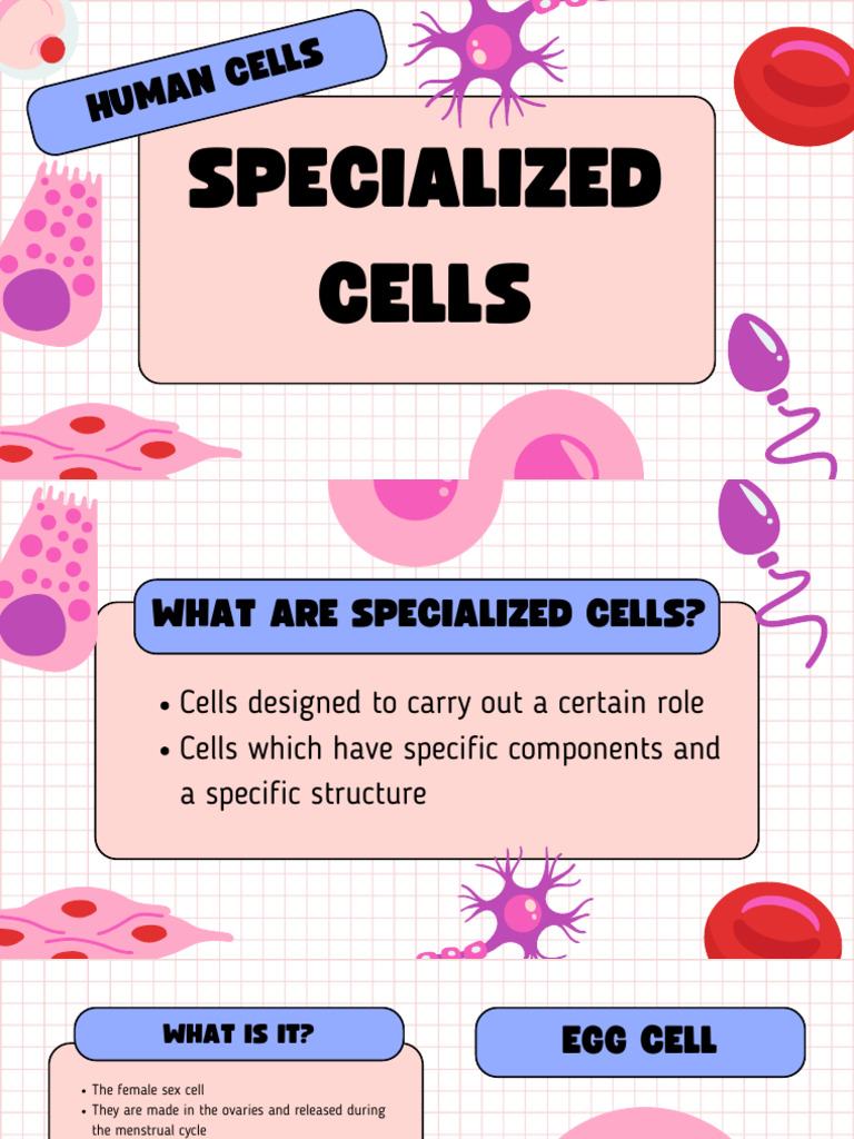 Specialized Cells Biology Presentation in A Blue and Pink Style - 20250409 - 142755 - 0000 | PDF ...
