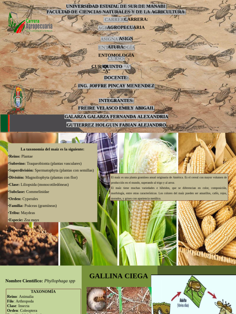 Insectos en Maiz | PDF | Insectos | Maíz