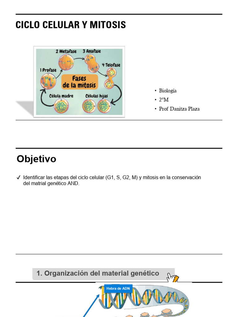 Ciclo Celular Y Mitosis | PDF | Mitosis | Cromosoma