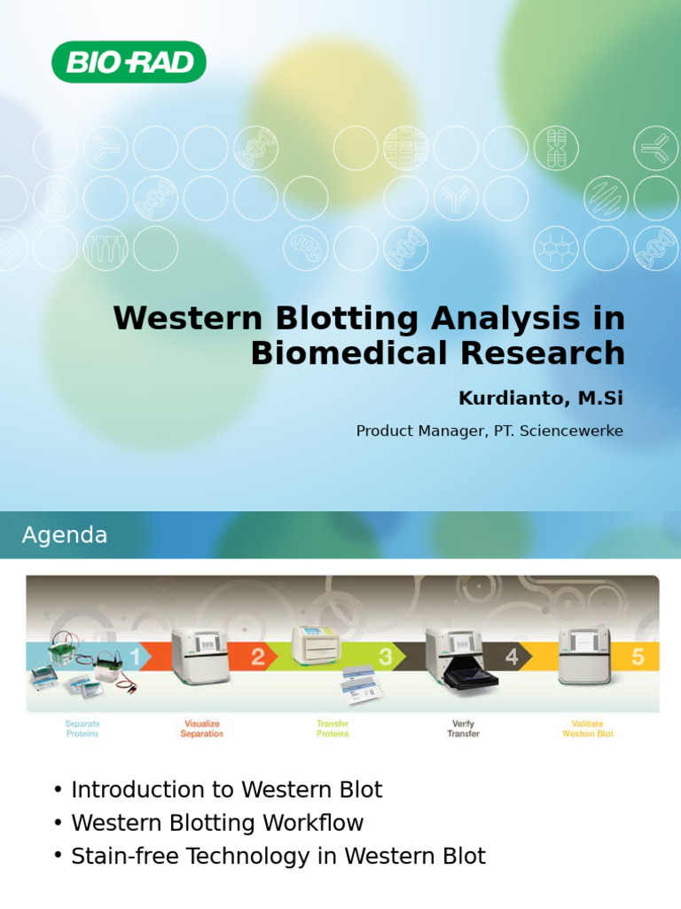 Western Blotting: Techniques and Tools | PDF | Western Blot | Blot ...